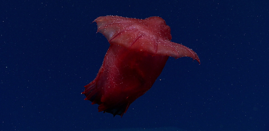 Behold The Headless Chicken Of The Deep Sea : NPR