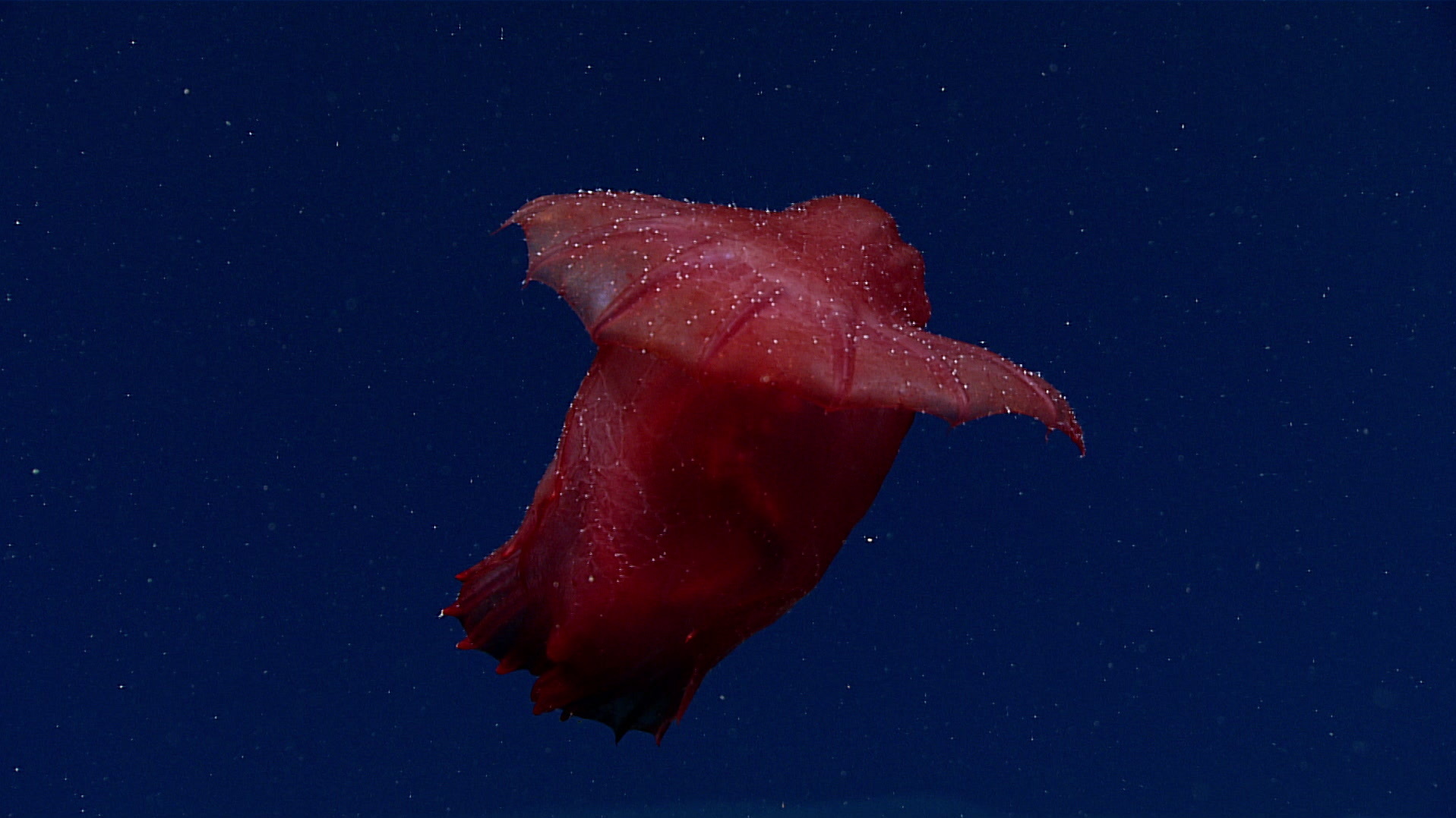 Behold The Headless Chicken Of The Deep Sea : NPR