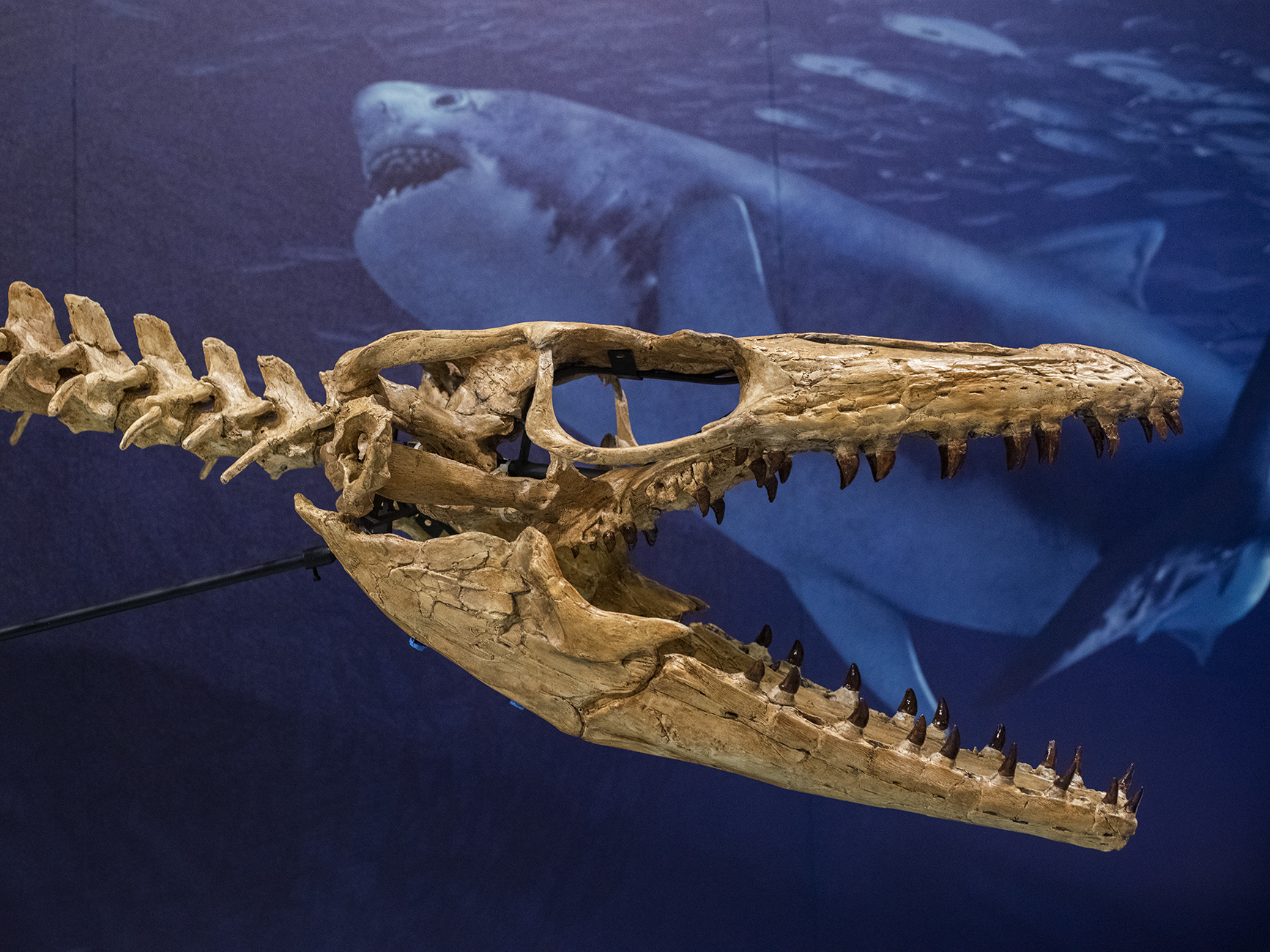 Scientists Unveil Ancient Sea Monsters Found In Angola | NCPR News