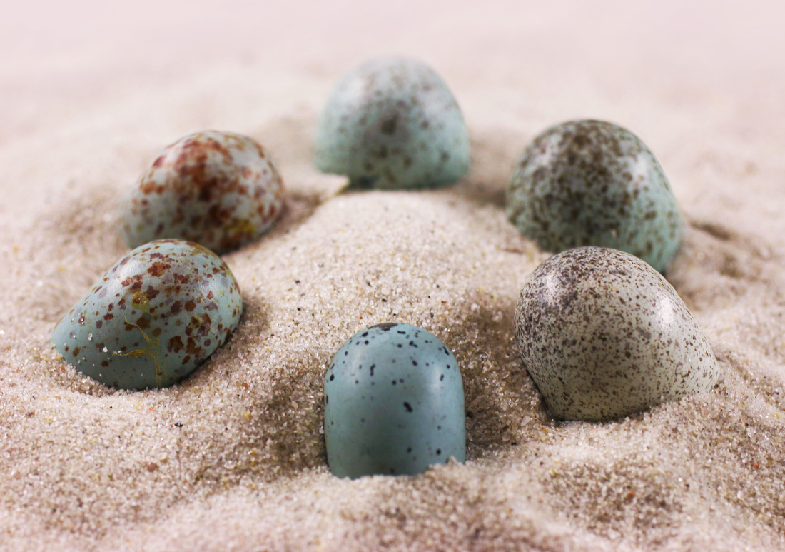 Birds Got Their Colorful, Speckled Eggs From Dinosaurs : NPR