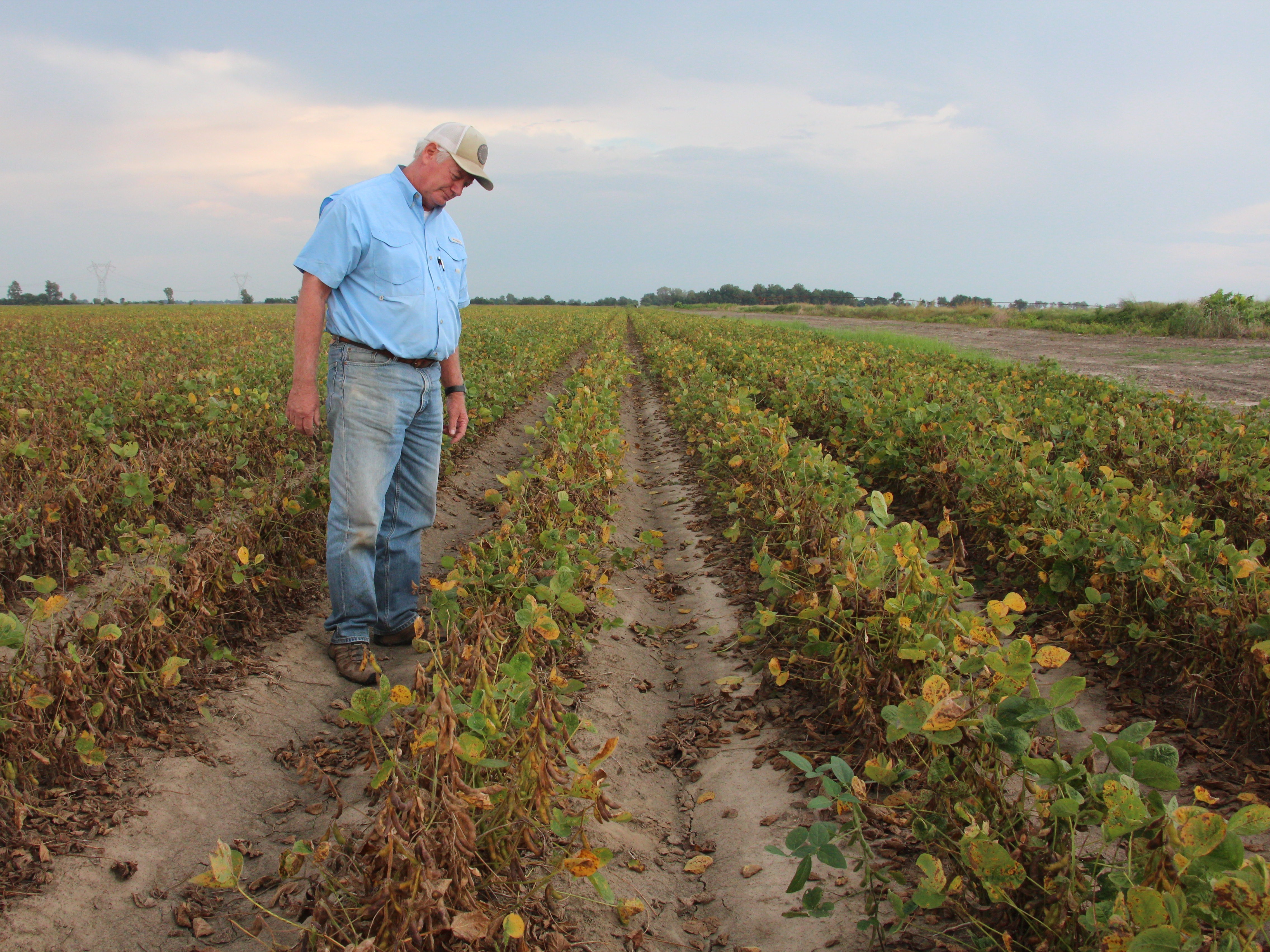 The EPA Says Farmers Can Keep Using Weedkiller Blamed For Vast Crop ...