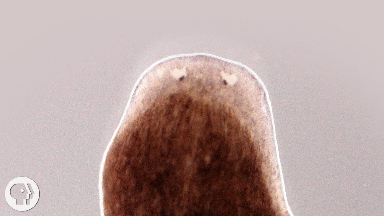 Want To Regrow A Whole New Body? Flatworms Might Hold The Key : Shots ...