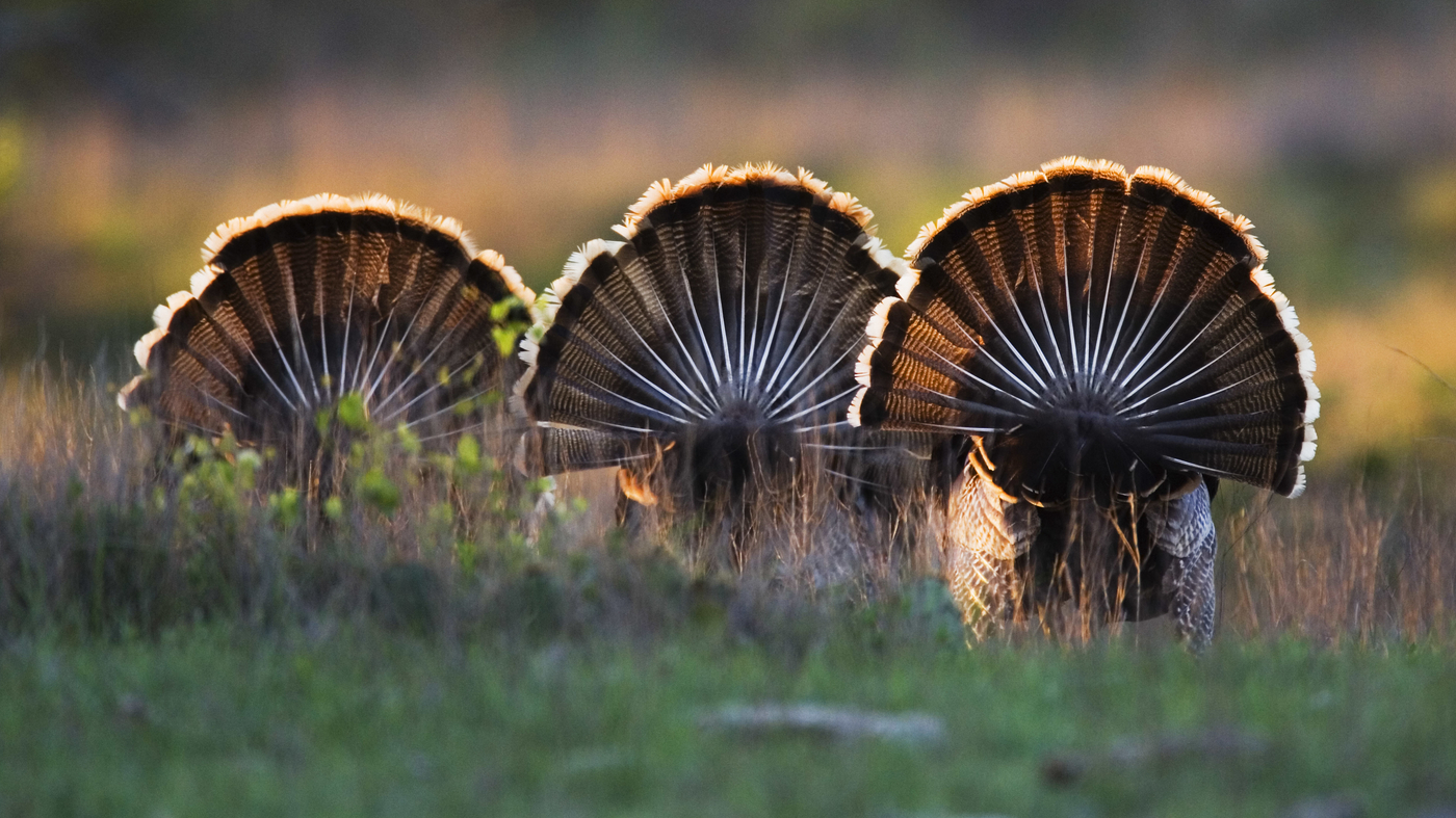 Pardon Me, Turkey, Is This Stool Taken? Scientists Turn Poultry Poop ...