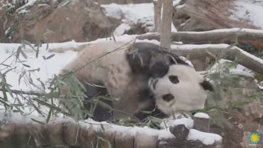 VIDEO: We Hope Your Day Is As Great As This Snow-Loving Panda's : NPR