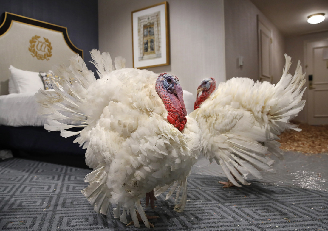 President Trump To Pardon 2 Turkeys Tuesday. Here's How The Tradition ...