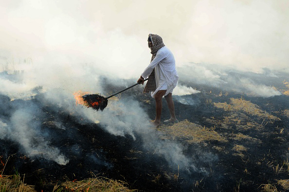 What Will Persuade Rice Farmers In Punjab To Stop Setting Fires In ...