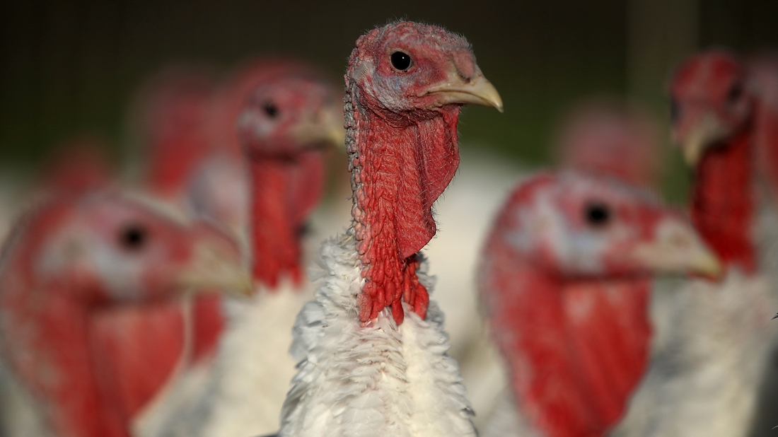 Gobble, Gobble? U.S. Turkey Production Growth Slowed In Last Decade ...
