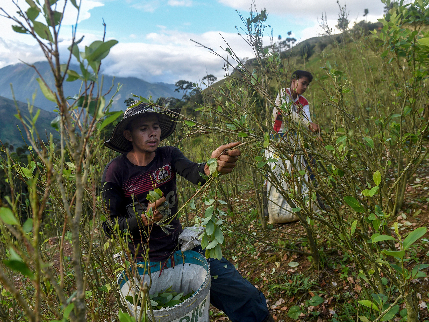 Colombia Tries To Get Farmers Away From The Cocaine Biz. How's That ...