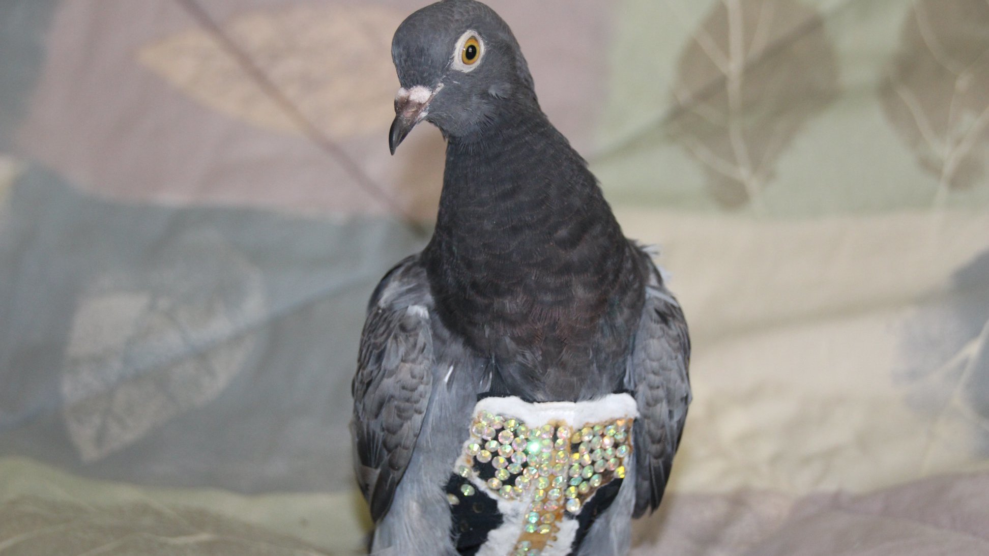 Rhinestone Vest-Wearing Pigeon Reunited With Family : NPR