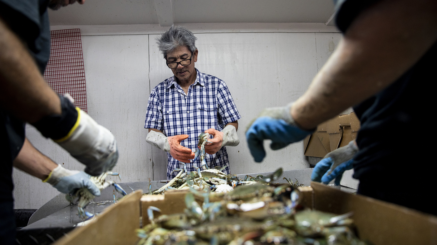 Decades After Clashing With The Klan, A Thriving Vietnamese Community ...