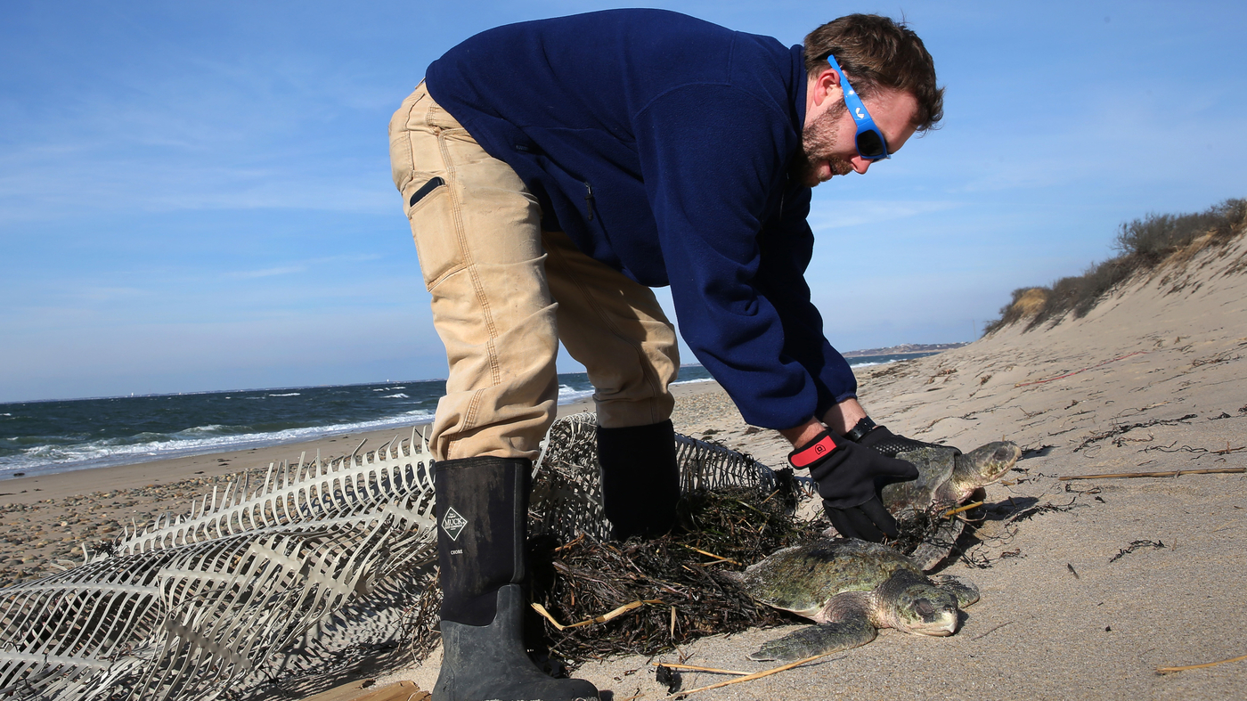 Nearly 600 Sea Turtles, Stunned By Cold Spell, Have Washed Up Off Cape ...