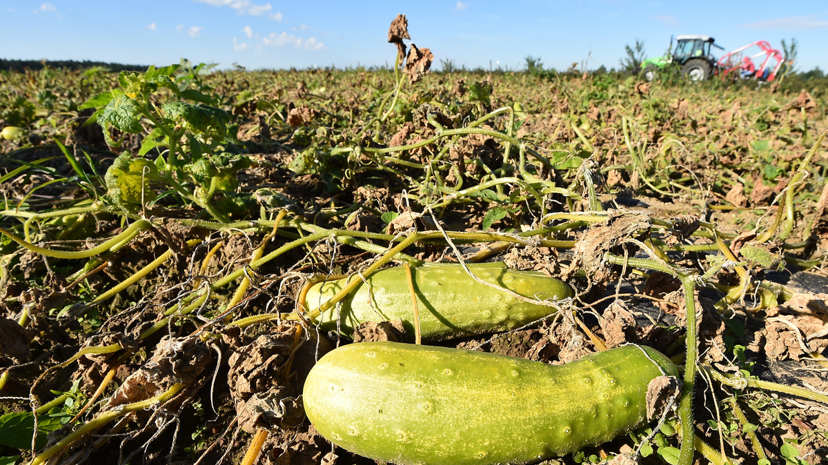 Scientists Are Fighting For The Stricken Pickle Against This Tricky ...