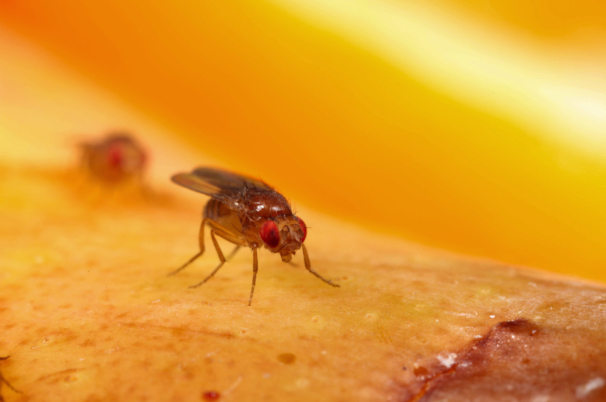 When And Where Fruit Flies First Bugged Humans | NPR & Houston Public Media