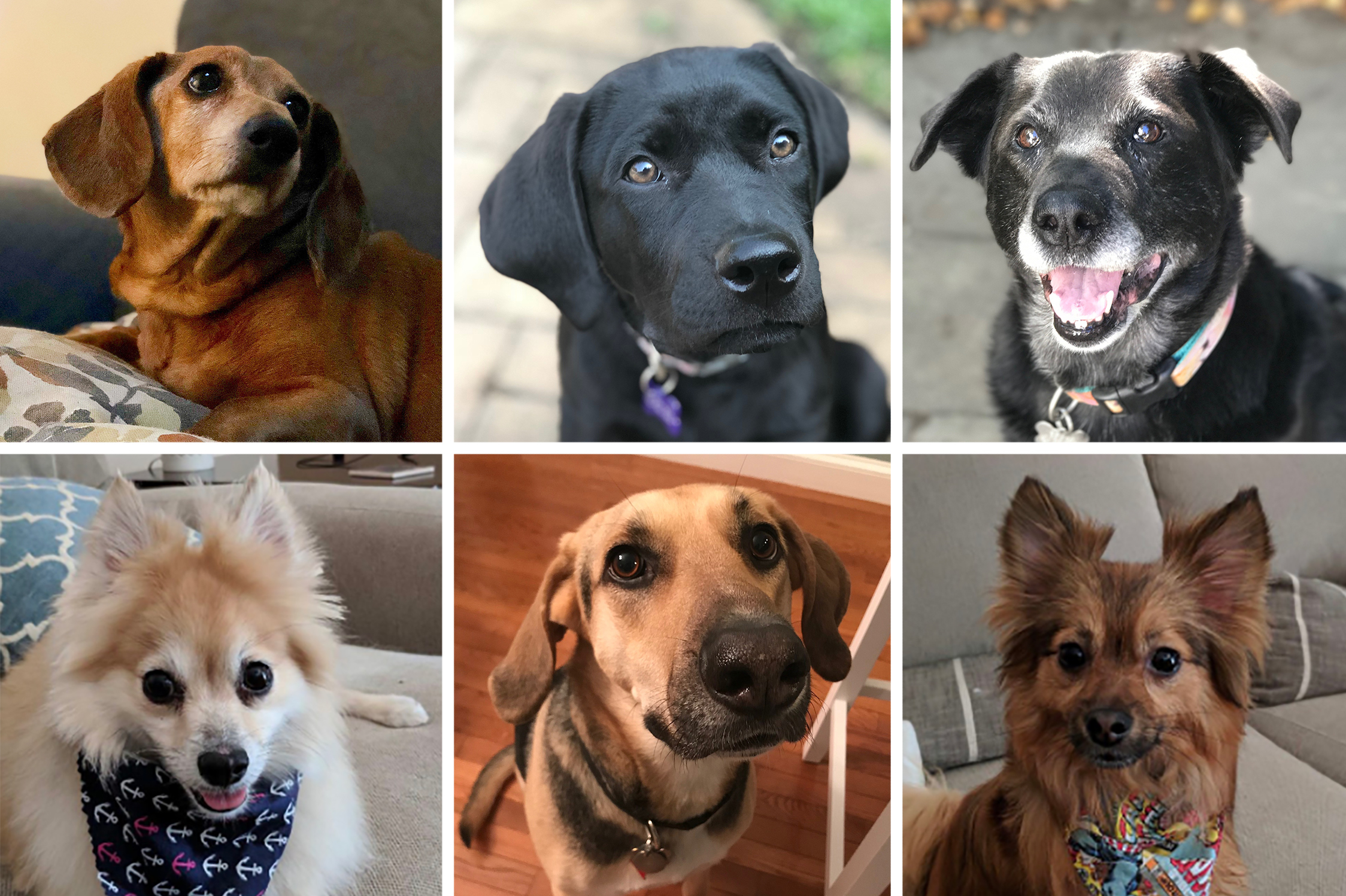 Top Dog Names Of 2018 And Where They Originate NPR