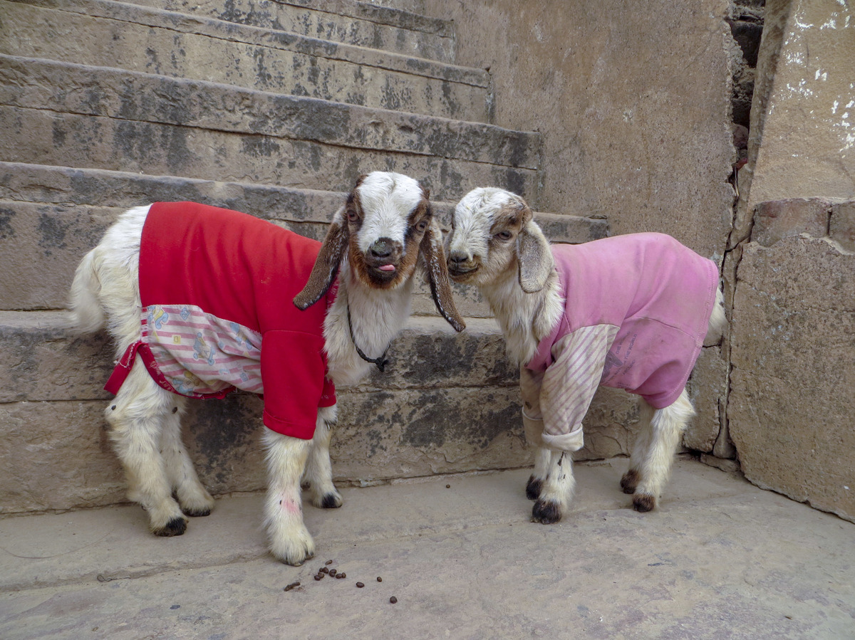 7 Impossibly Cute Pictures Of Goats In Sweaters : Goats and Soda : NPR