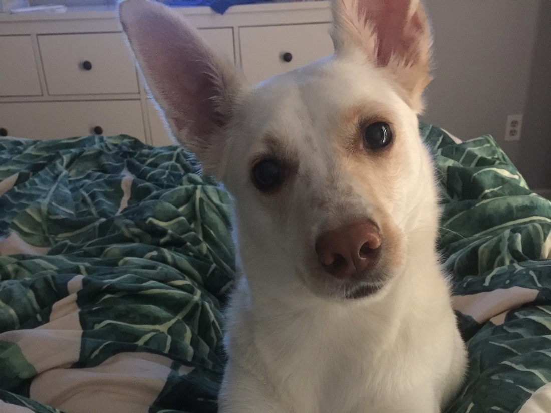Top Dog Names Of 2018 And Where They Originate : NPR