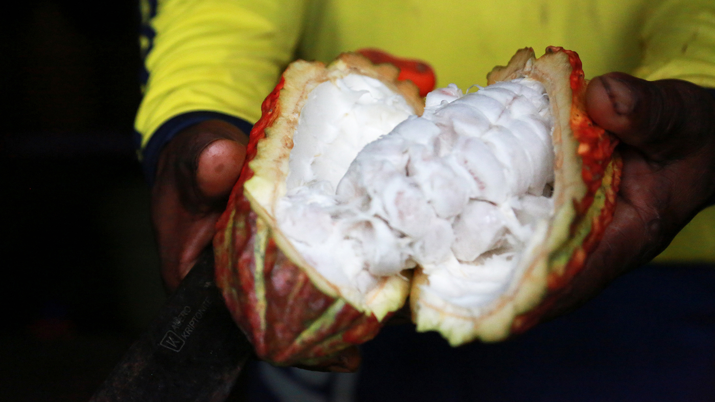 From Cocaine To Cacao: One Man's Mission To Save Colombia's Farmers ...