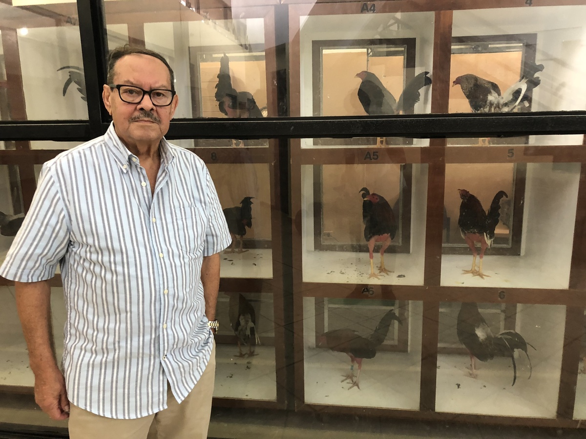 Puerto Ricans Angry Over Impending Ban On Cockfighting : NPR