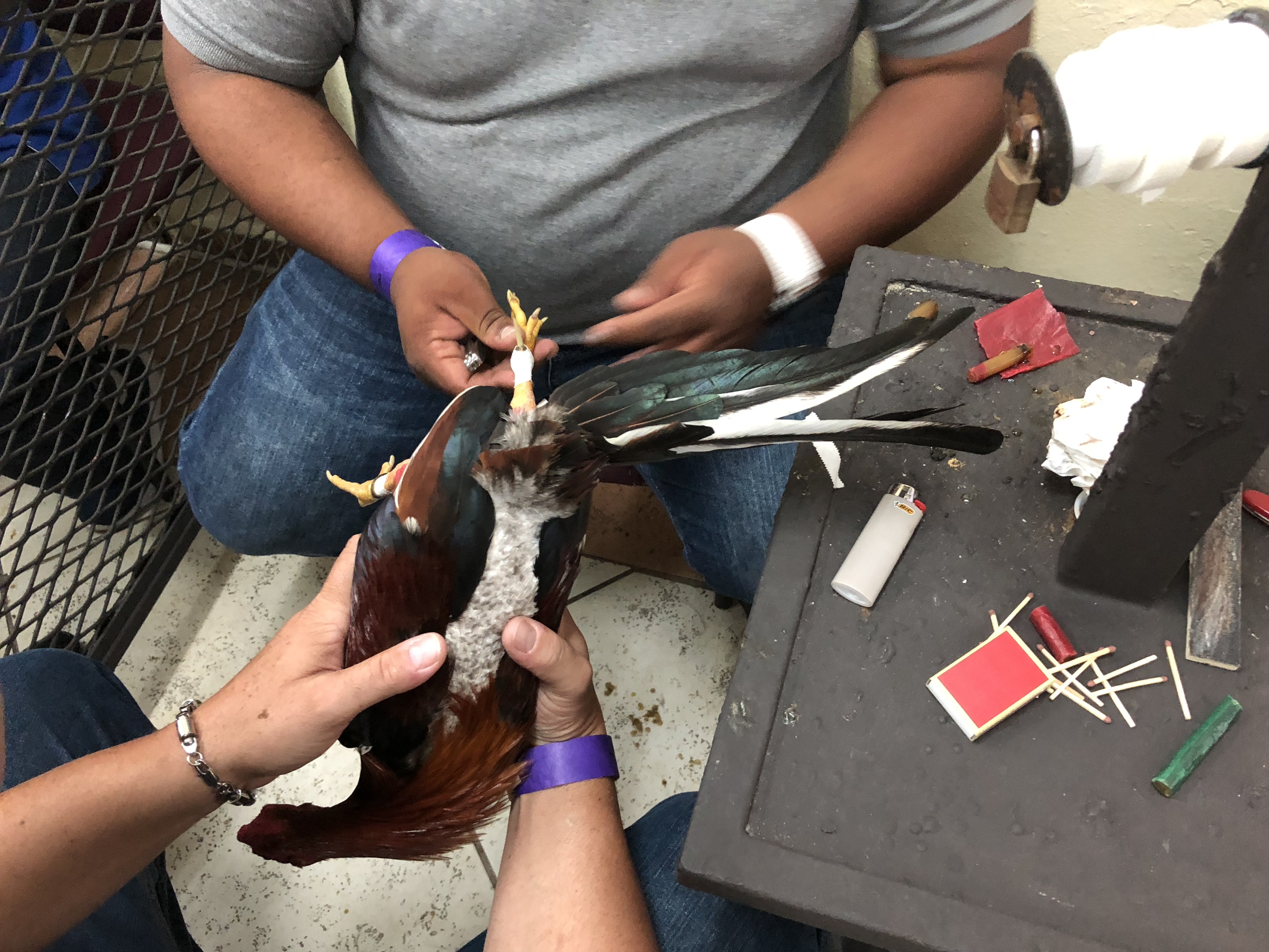 Puerto Ricans Angry Over Impending Ban On Cockfighting | NCPR News