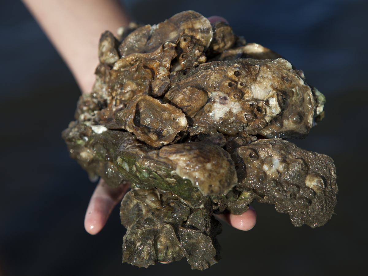 Gulf Oyster Reefs Are Hurting. Now There's Help From Oil Spill Aid ...