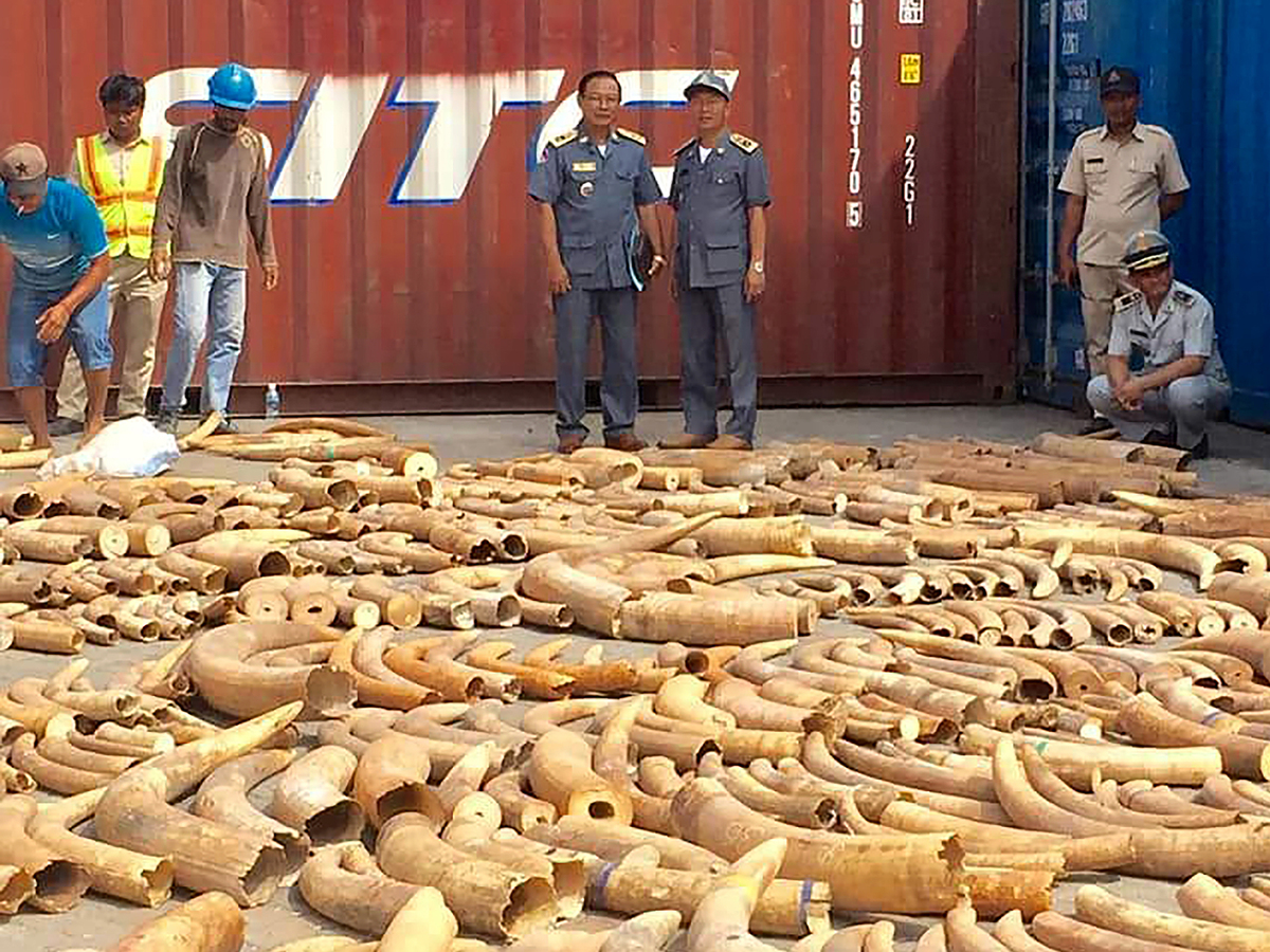 Cambodia Nabs More Than 3 Tons Of Illegal Ivory : NPR