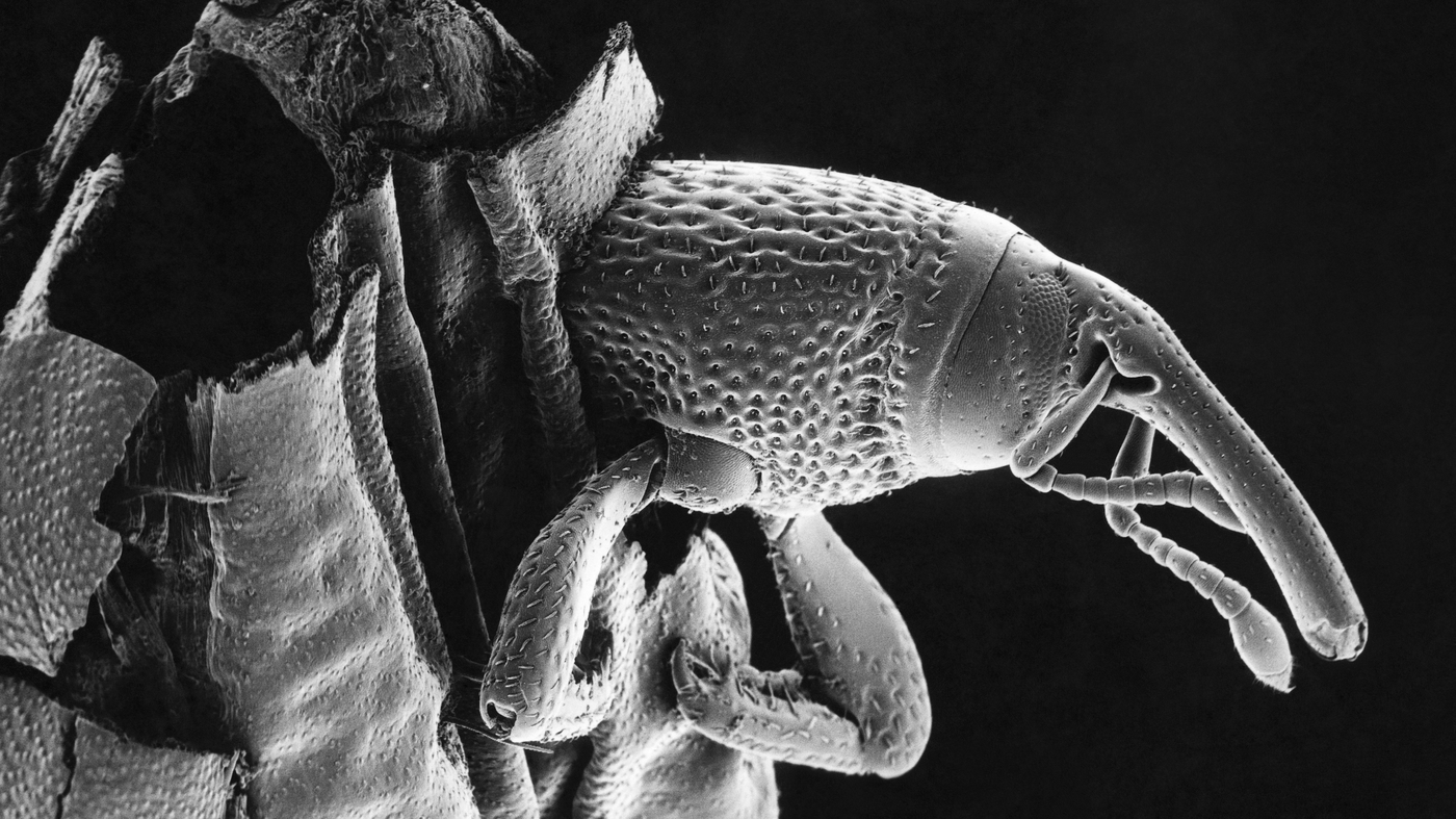 Meet The Granary Weevil, The Pantry Monster Of Our Own Creation : The ...
