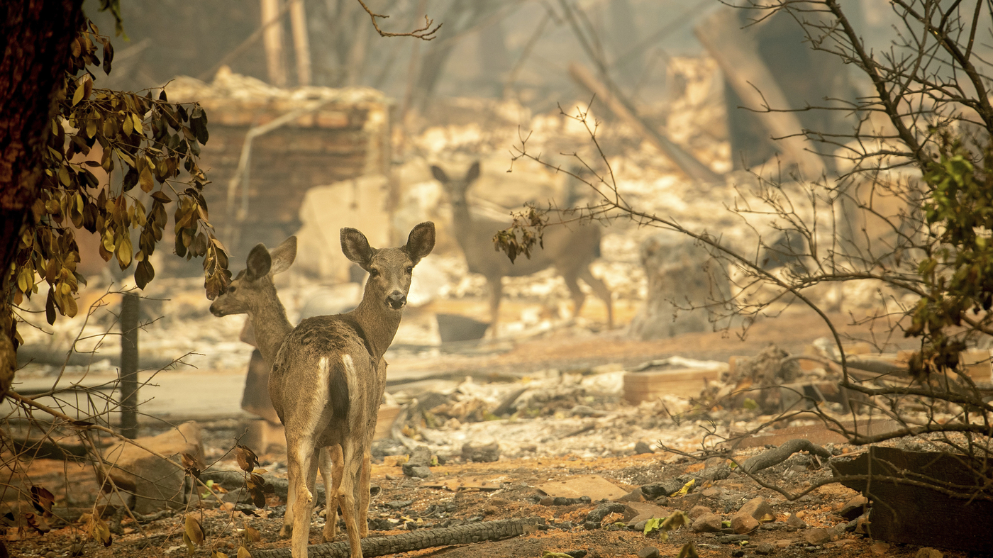 How Houses Themselves Become Fuel For Wildfires : NPR