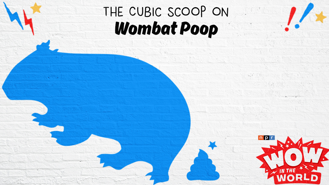 The Cubic Scoop on Wombat Poop! : NPR