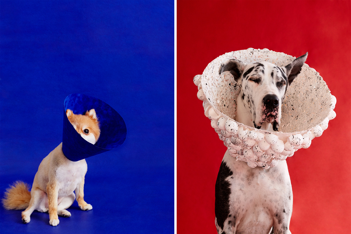 Portraits Show Dogs Transformed By Cones Of Shame : The Picture Show : NPR