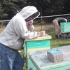 'Honeyland' Beekeeper Knows All Too Well: Respect Nature, Or Get Stung ...