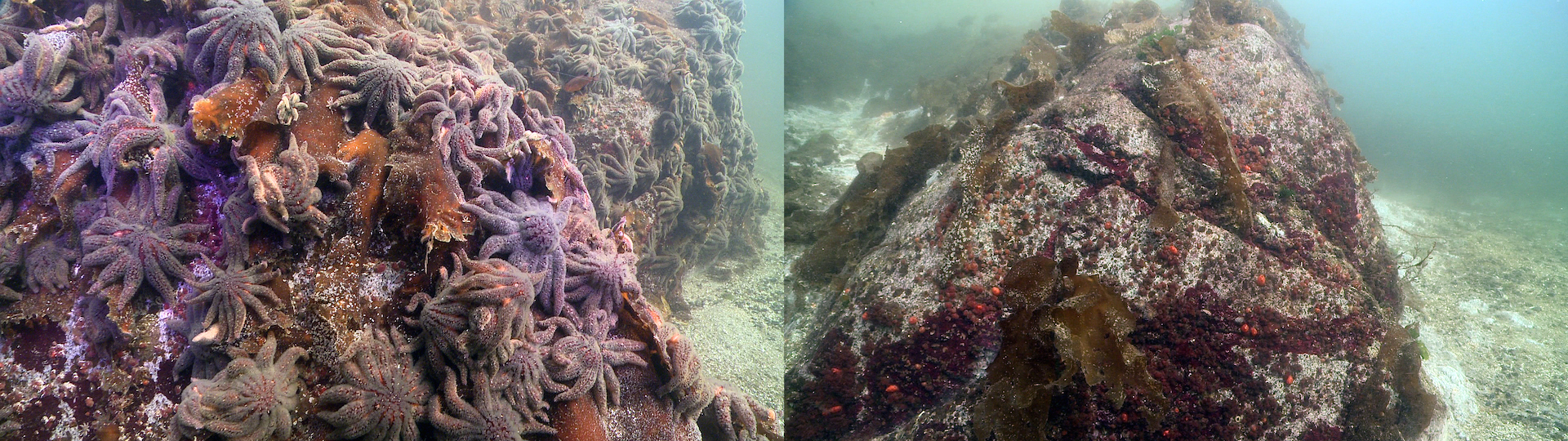 Massive Starfish Die-Off Is Tied To Global Warming | NCPR News