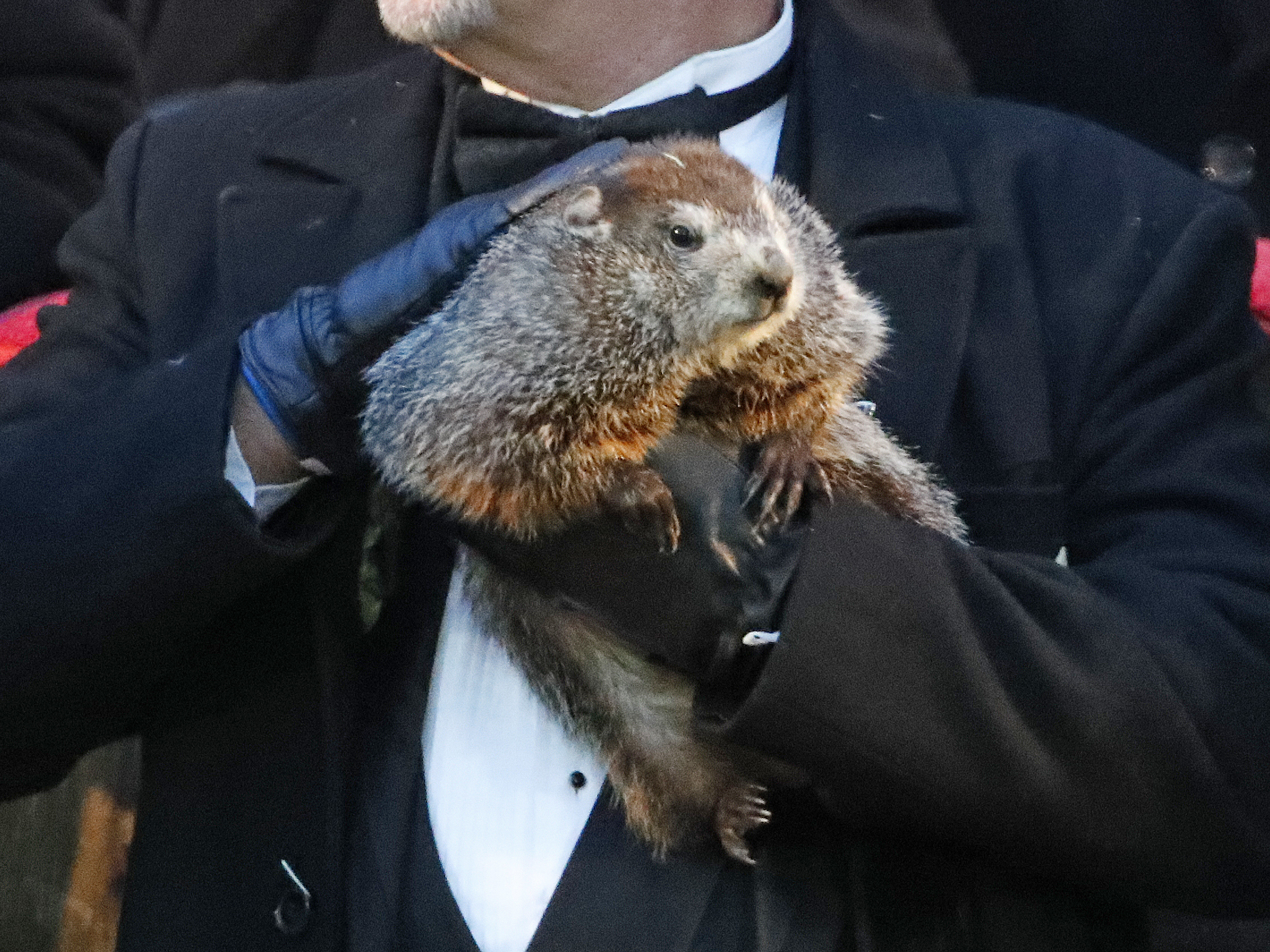 fafa the groundhog