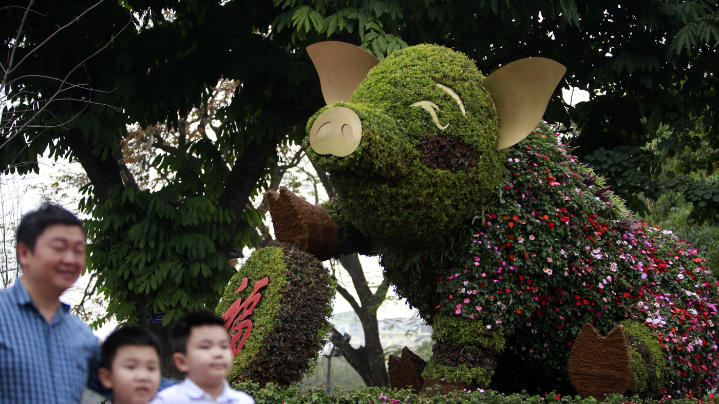 PHOTOS: The Year Of The Pig Is Here : NPR
