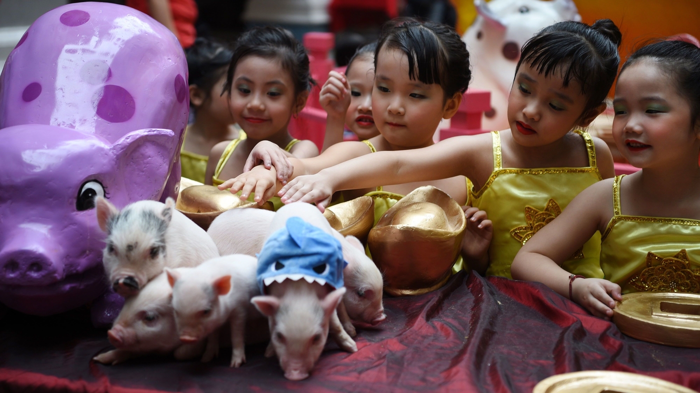 PHOTOS: The Year Of The Pig Is Here : NPR