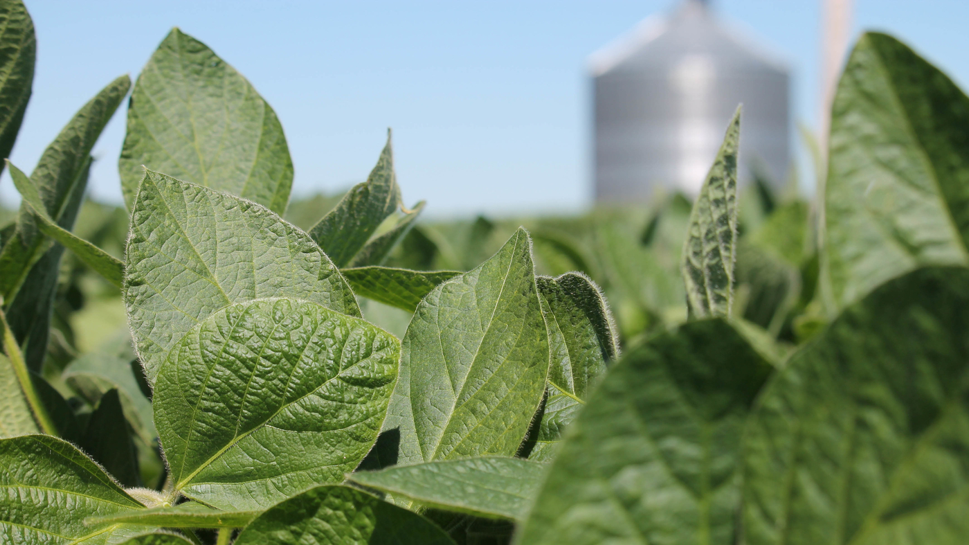 Suit Claims Monsanto's Dicamba-Proof Soybeans Violate Antitrust Laws ...