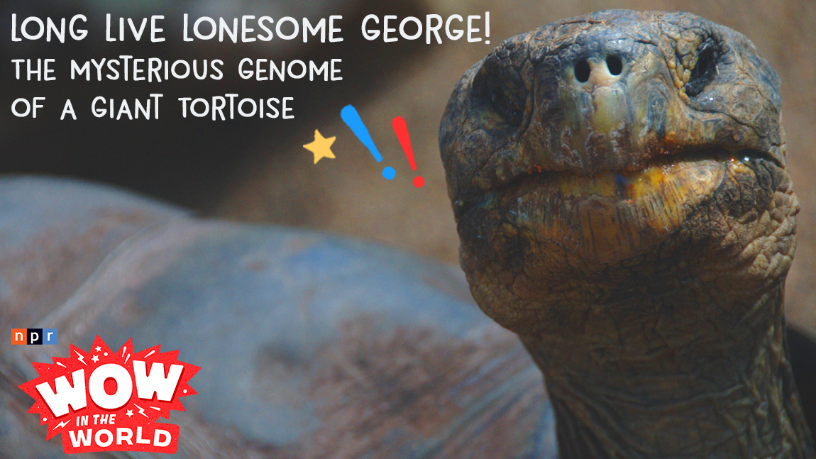 Long Live Lonesome George! - The Mysterious Genome Of A Giant Tortoise ...