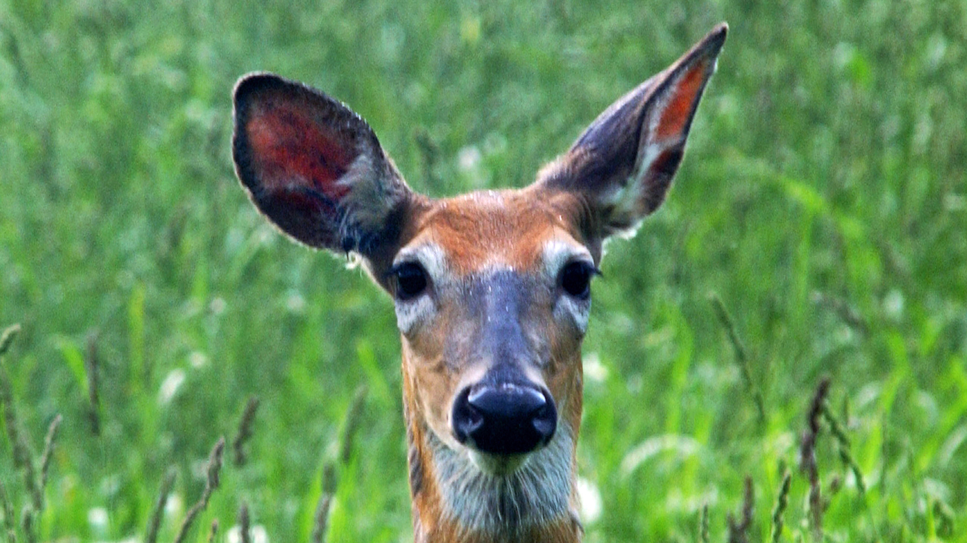Hungry Deer May Be Changing How Things Sound In The Forest : NPR