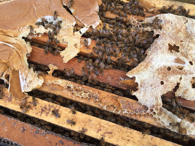 Massive Loss Of Thousands Of Hives Afflicts Orchard Growers And ...