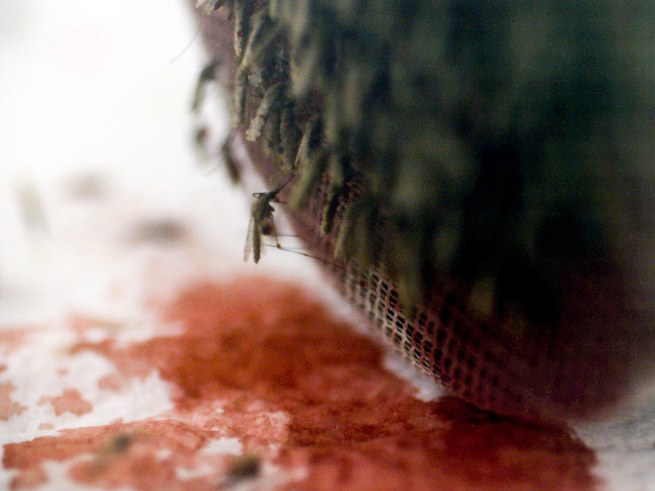 Love Bugs Genetically Modified - Noticias Formosago