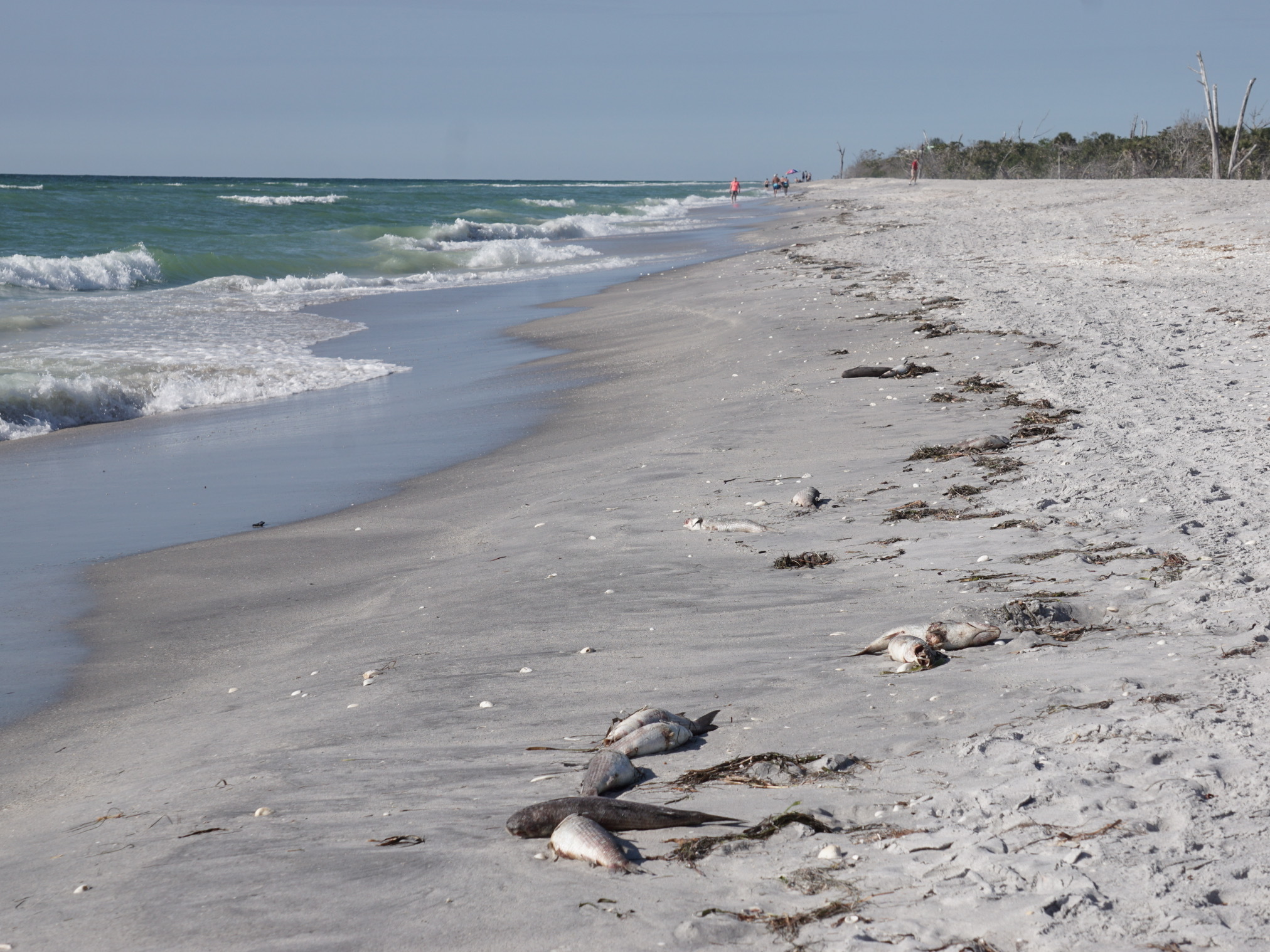 Red Tide and its impact on small businesses
