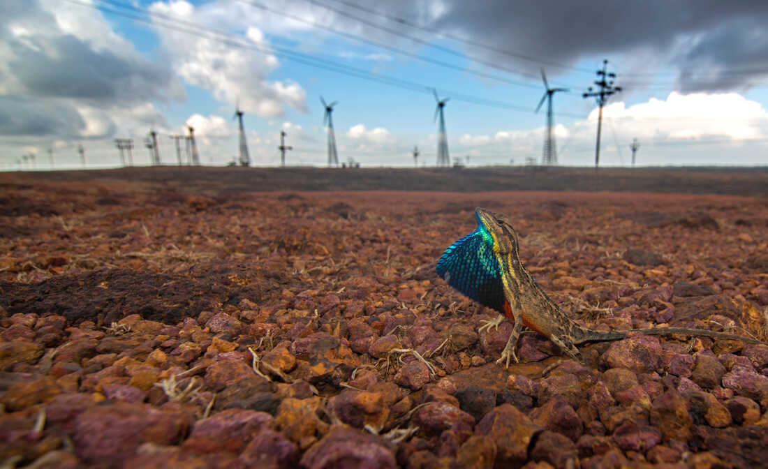 Breathtaking Photos Of Remote Ecosystems And Endangered Species In ...