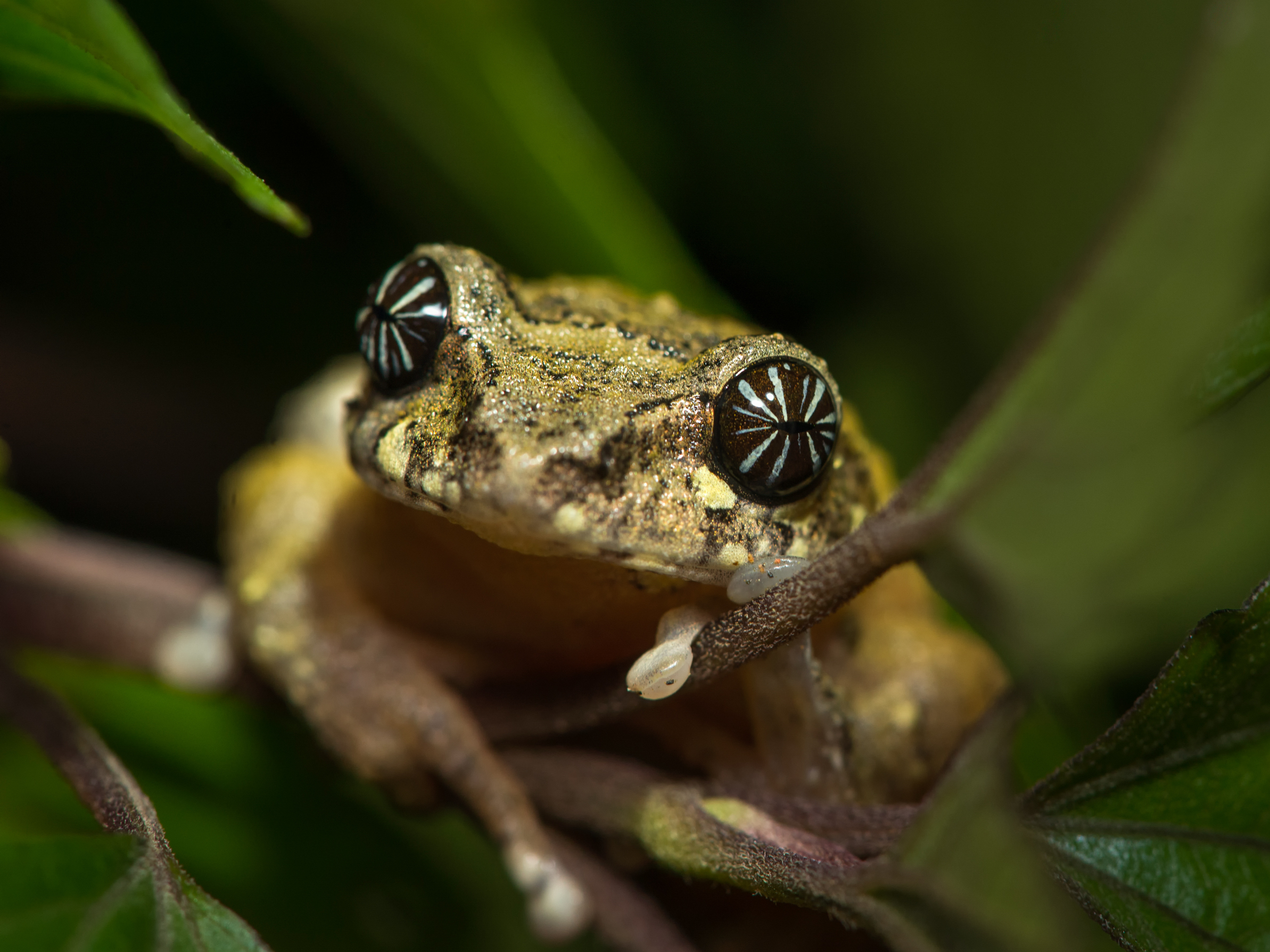 Sky Islands And Starry-Eyed Frogs: Breathtaking Photos Of Remote ...