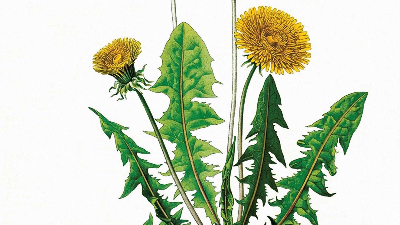 Book Review: 'The Altruists,' By Andrew Ridker : NPR