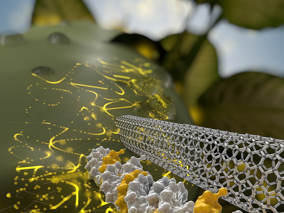 Carbon Nanotubes May Be An Easy Way To Tinker With Plant Genetics : NPR