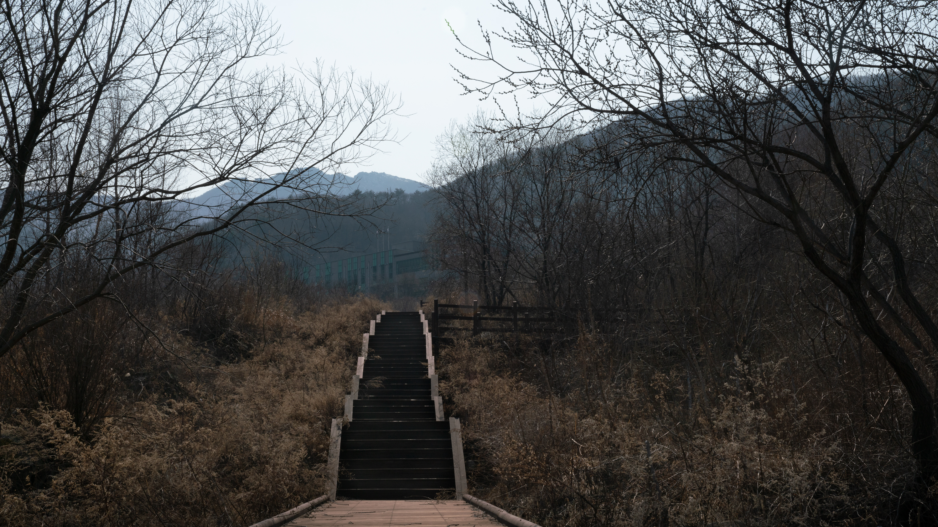 In Korean DMZ, Wildlife Thrives. Some Conservationists Worry Peace ...