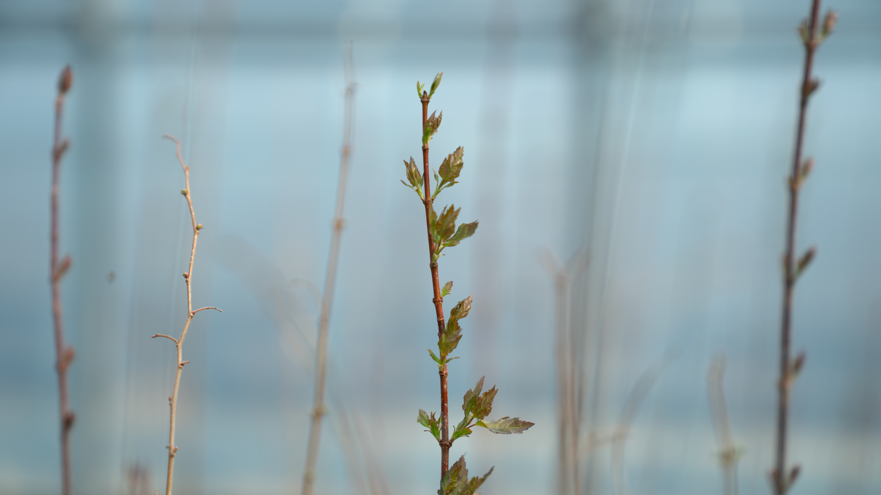 In Korean DMZ, Wildlife Thrives. Some Conservationists Worry Peace ...