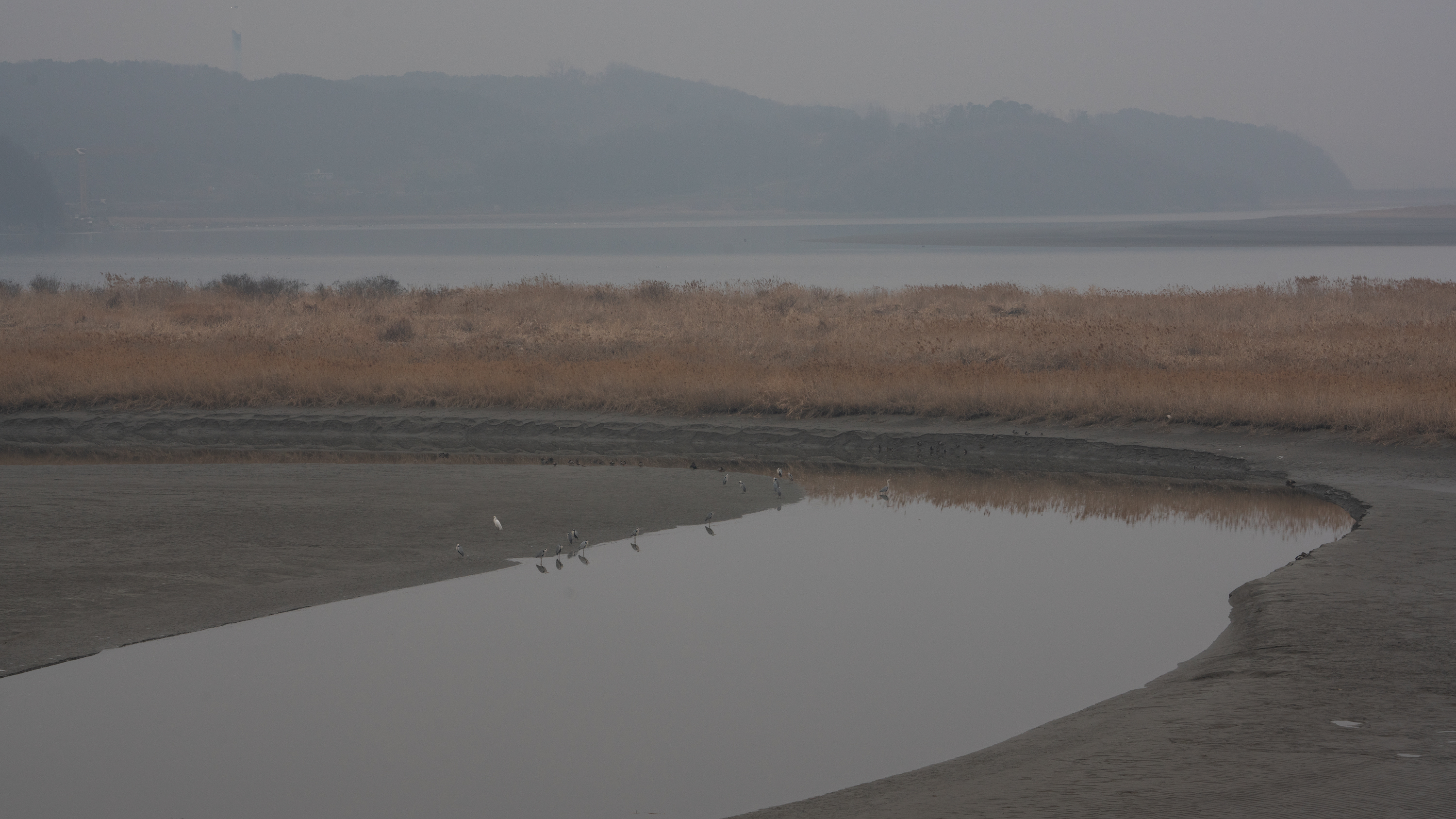 In Korean DMZ, Wildlife Thrives. Some Conservationists Worry Peace ...
