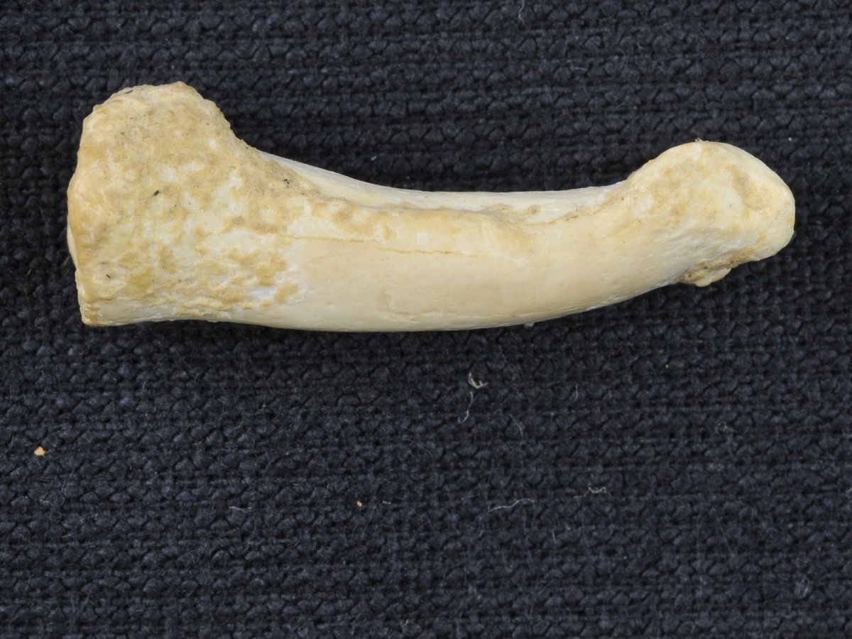 New Species Of Early Human Linked To Bones And Teeth In A Philippine ...