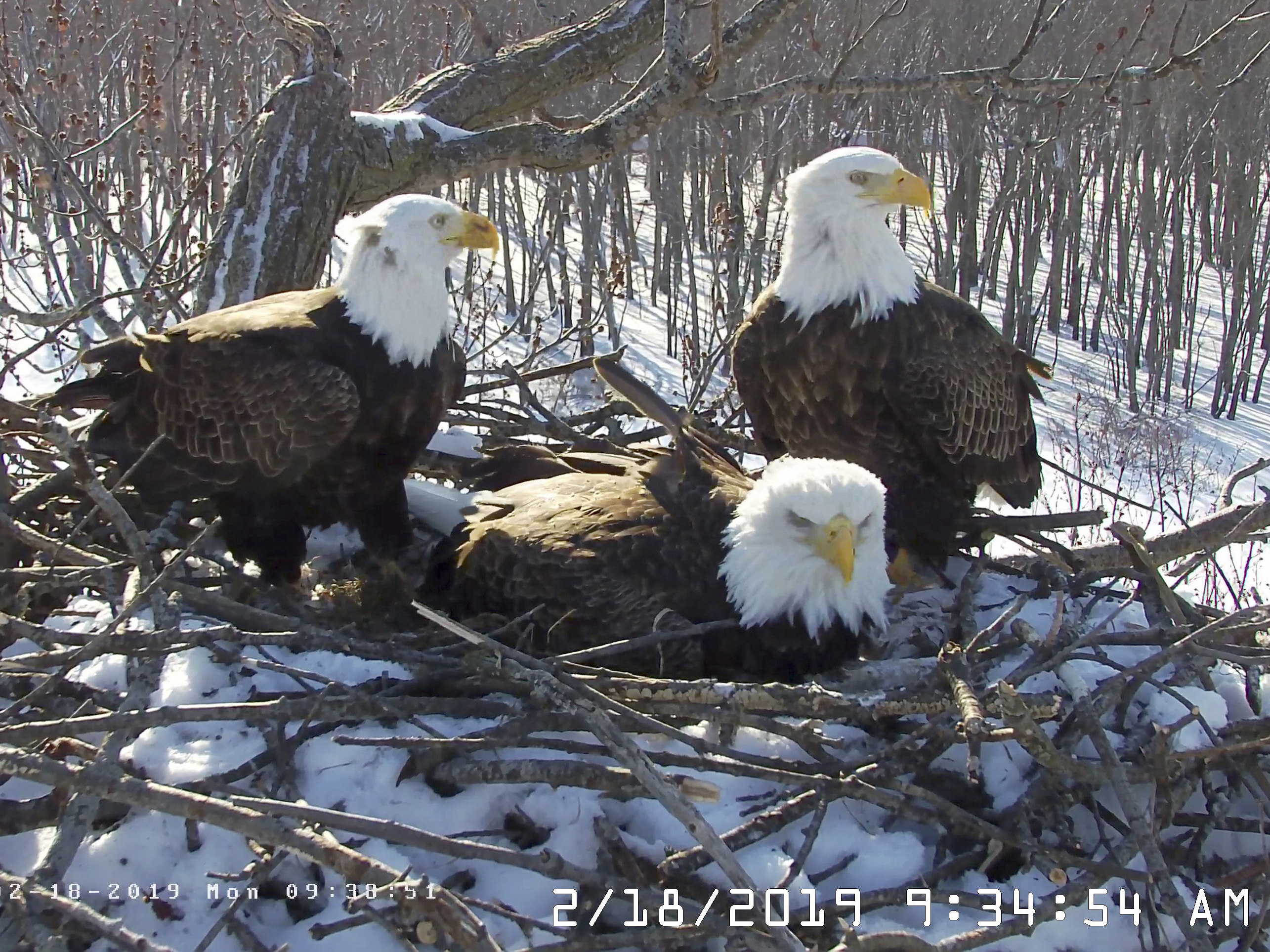 An Unusual Family Of Bald Eagles Adds 3 Eaglets | NCPR News