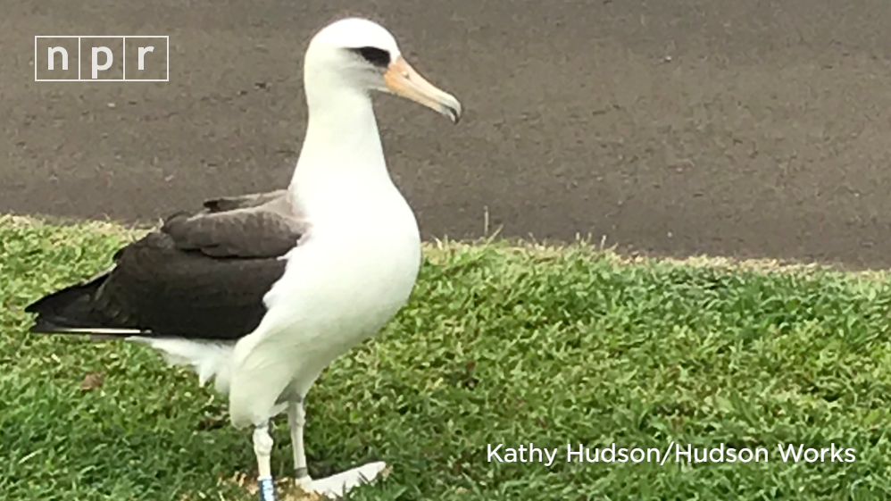 Laysan Albatross: An Unexpected Attraction In Hawaii : NPR